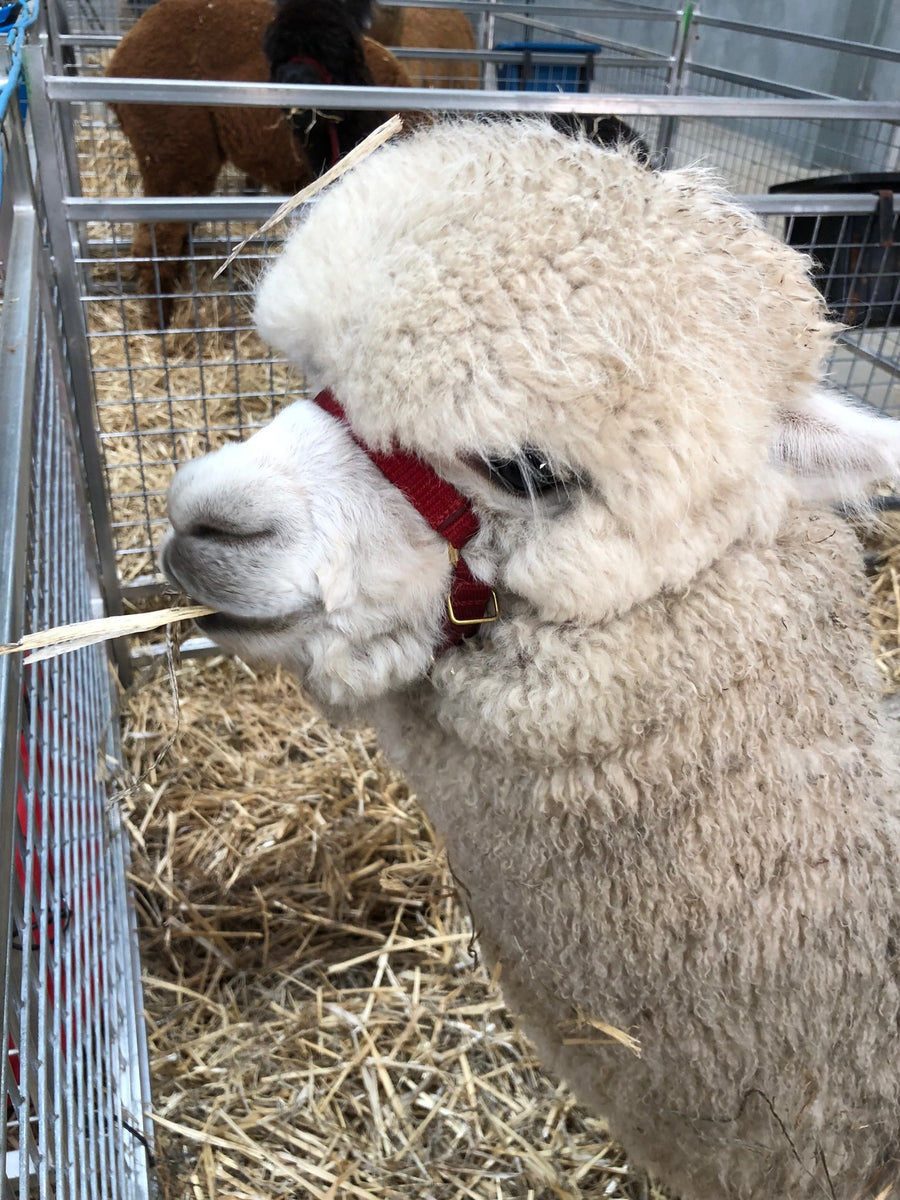 Alpaca Halters and Leads – Maylands Alpacas